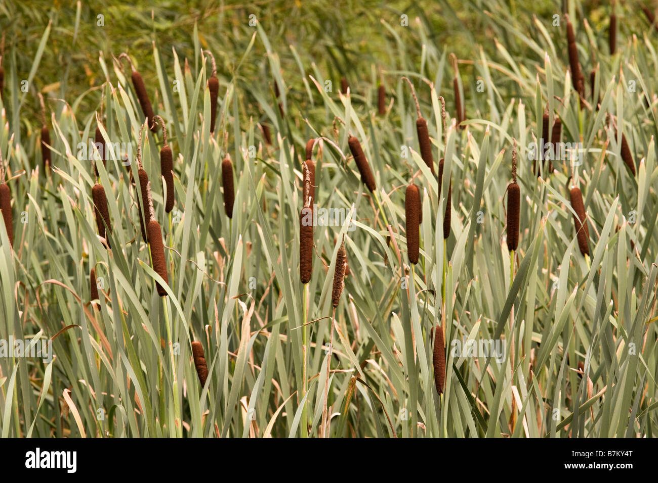 Reeds seeds hi-res stock photography and images - Alamy