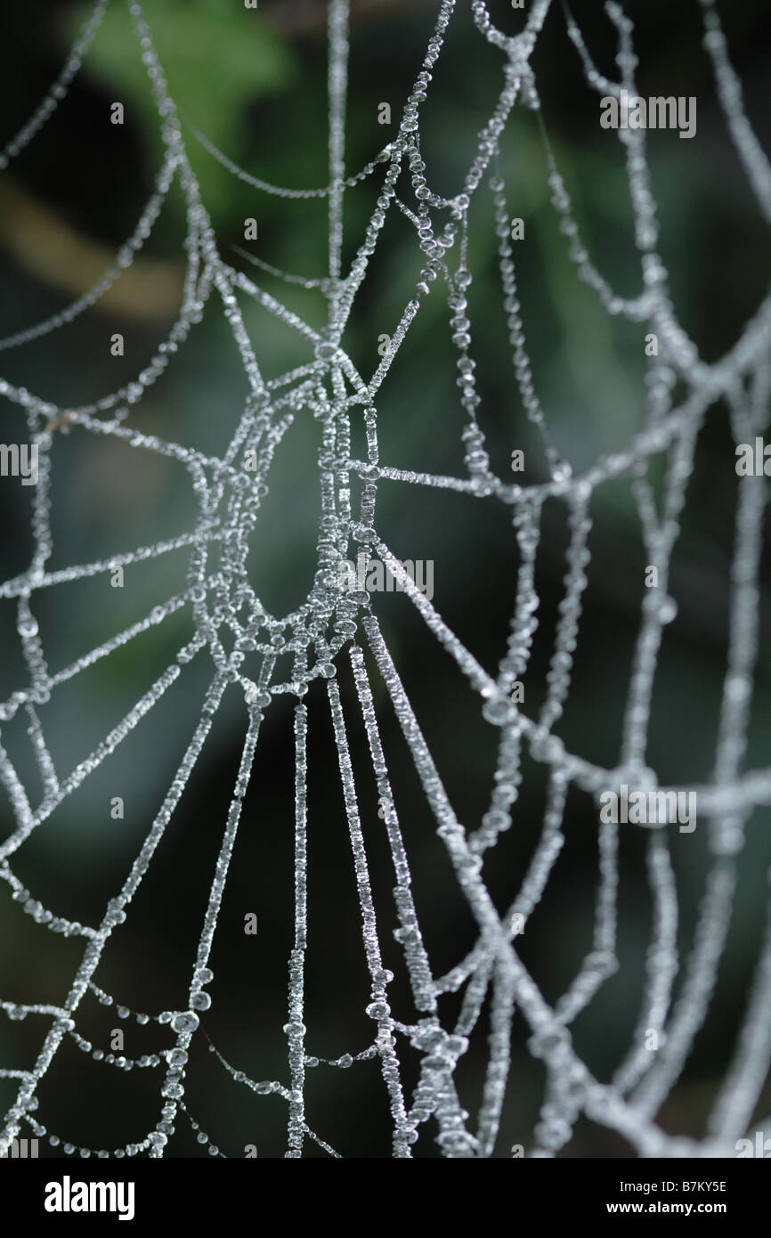 ice on a spiders web during a hoar frost Stock Photo - Alamy