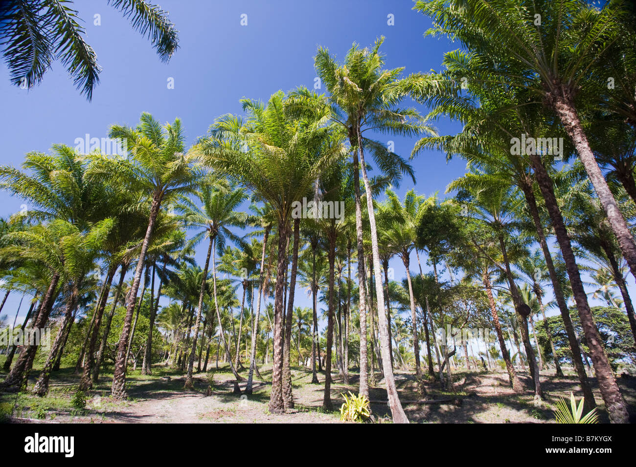 Tall palm trees in Brazil Stock Photo - Alamy