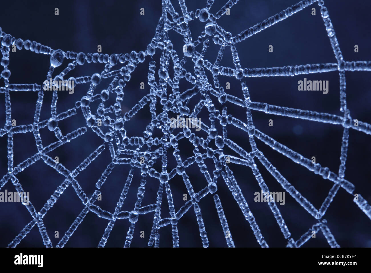 Ice web hi-res stock photography and images - Alamy