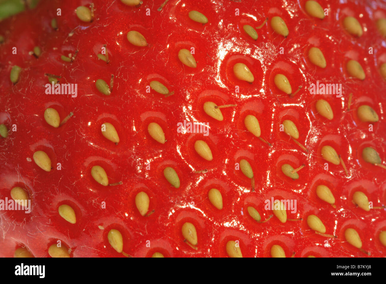 strawberry seed detail - skin closeup / macro Stock Photo - Alamy