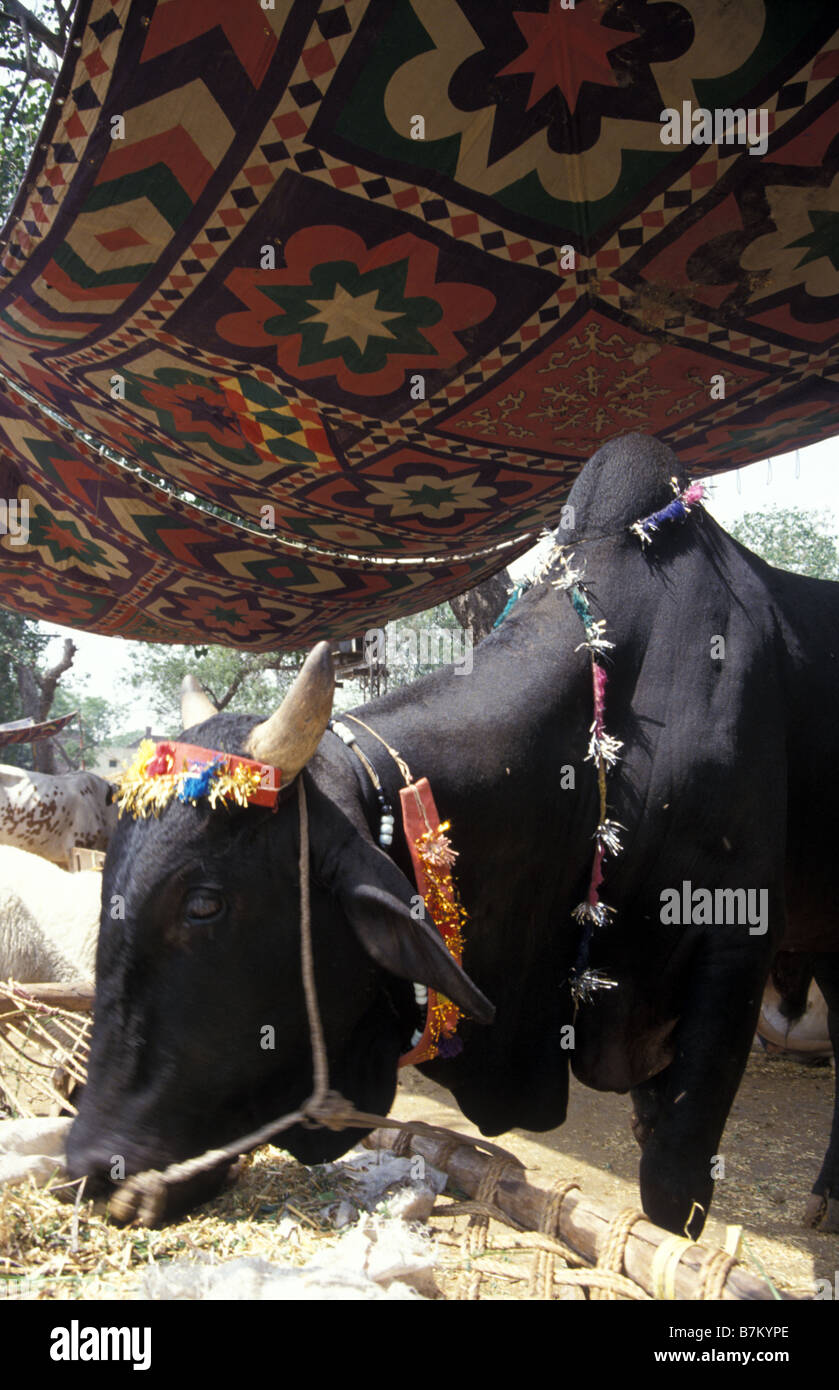 bull prepared for Islamic festival of Eid Lahore Punjab Pakistan Stock ...