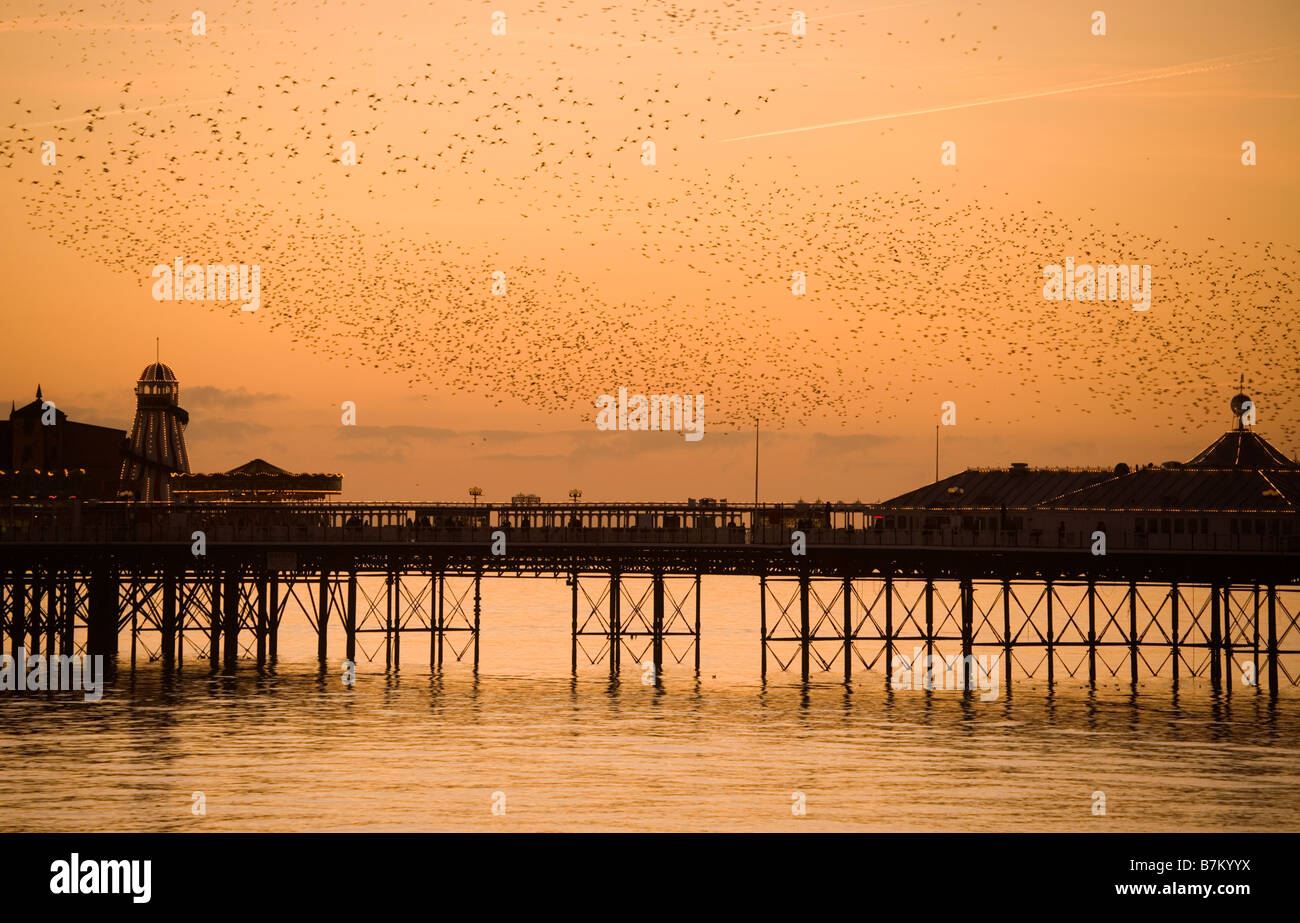 Starlings flying over Brighton pier at sunset, Sussex, UK Stock Photo ...