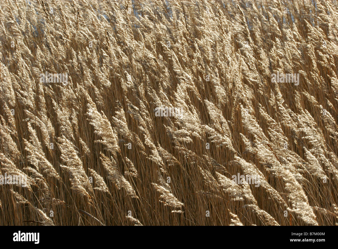 Reeds blowing in wind hi-res stock photography and images - Alamy