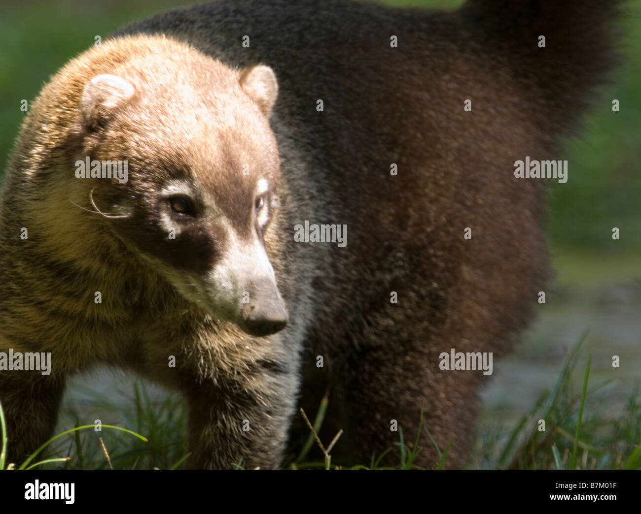 A white-nosed Coati Nasua narica. Tikal, Guatemala Stock Photo - Alamy