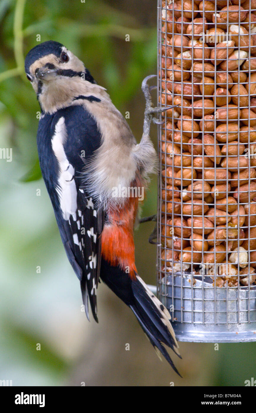 Great Spotted Woodpecker on peanuts in UK garden Stock Photo - Alamy
