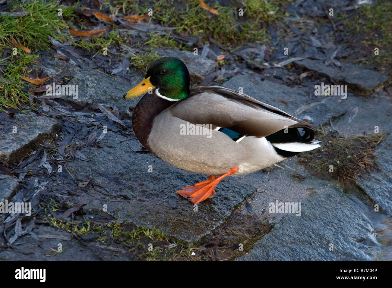 Mallard duck side view hi-res stock photography and images - Alamy