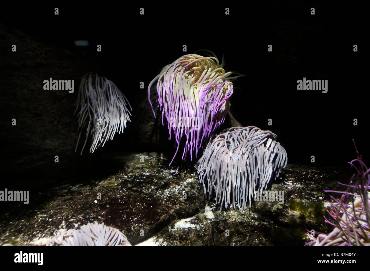 Purple sea anemone hi-res stock photography and images - Alamy