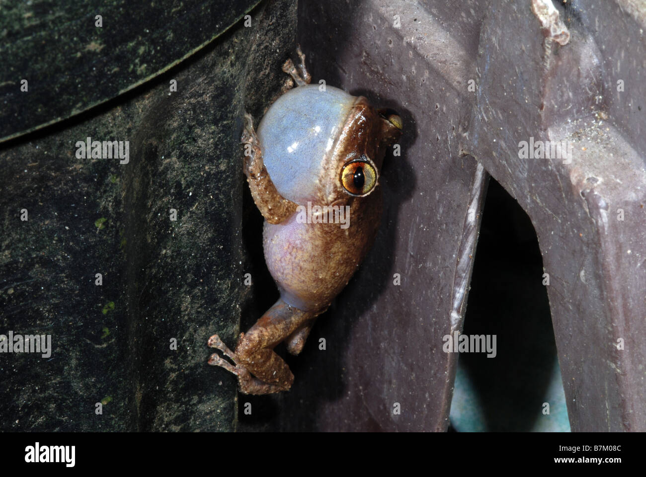 Common coqui (Eleutherodactylus coqui), Las Casas de la Selva, Patillas ...