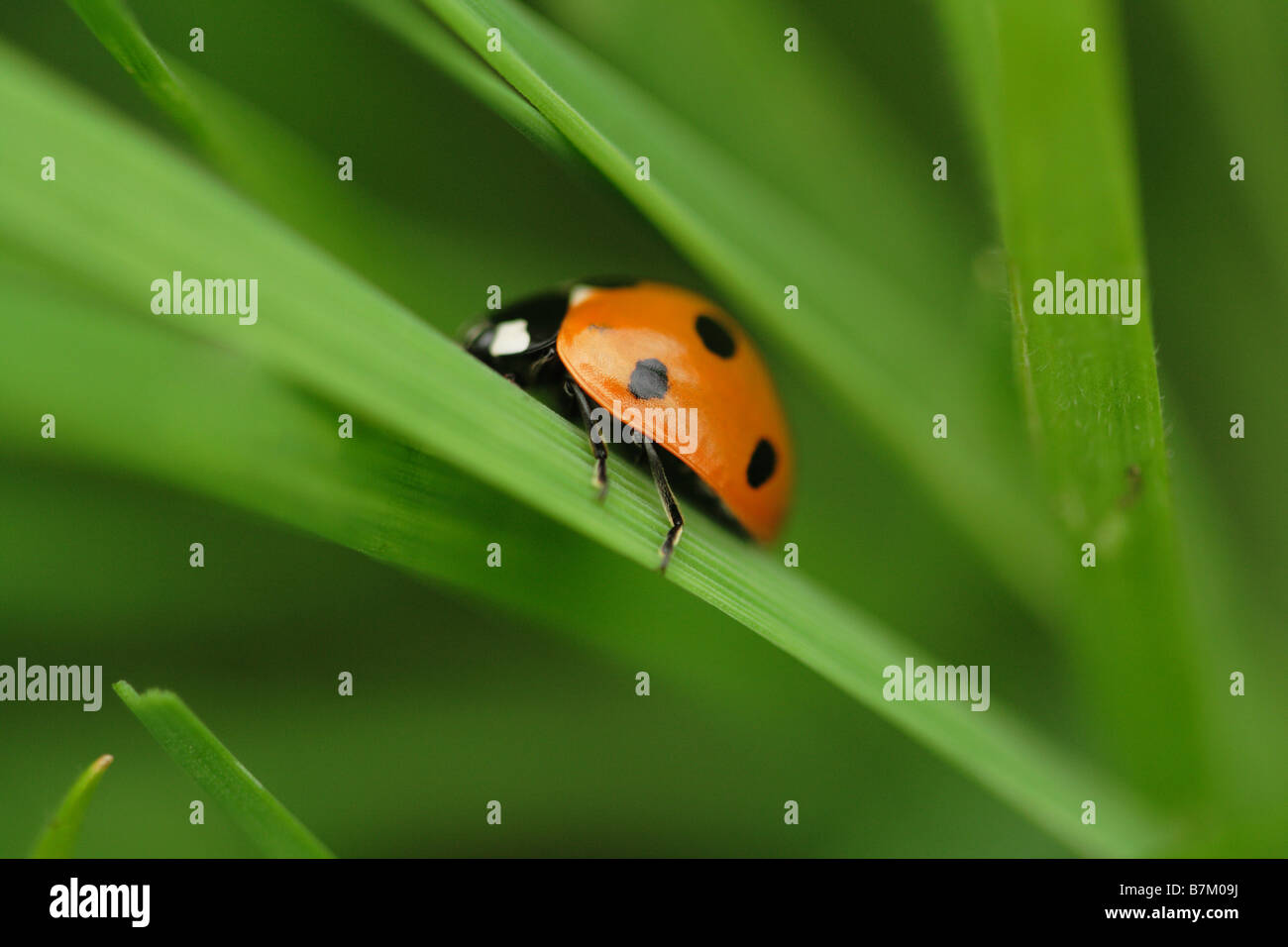 Ladybird flying hi-res stock photography and images - Alamy