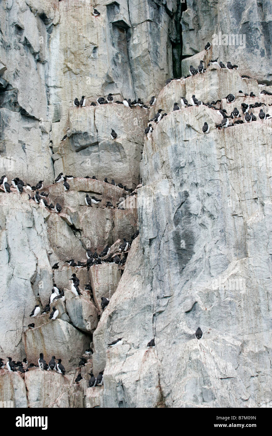 Alkenfjellet Bird Cliff, Svalbard Norway Stock Photo - Alamy
