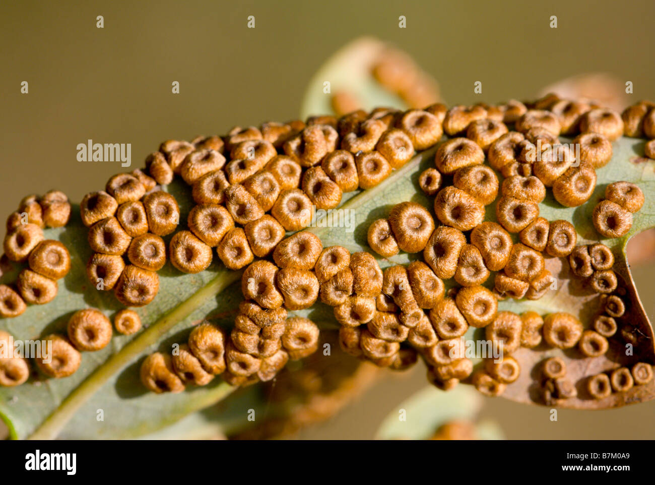 Oak Silk Button Spangle Galls home to the Gall wasp Neuroterus ...