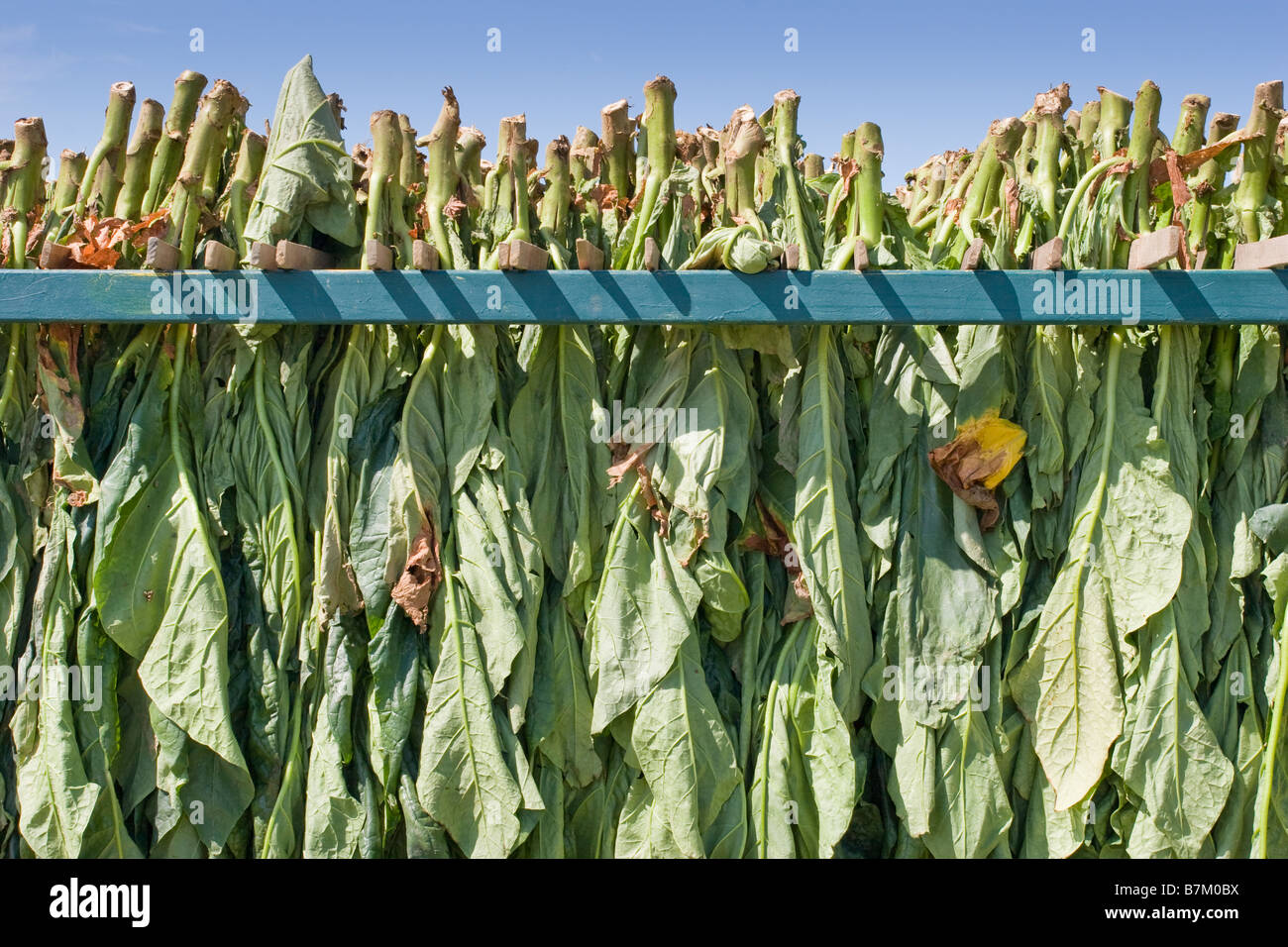 Tobacco wagon hi-res stock photography and images - Alamy