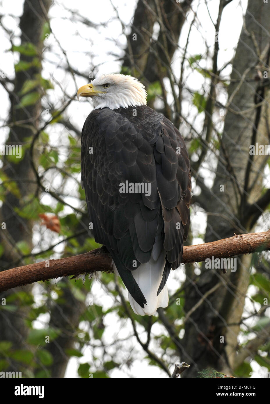 Bald Eagle resting on branch Stock Photo - Alamy