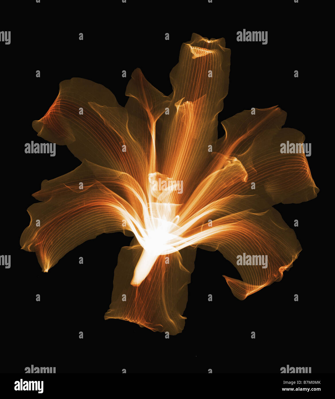 An X Ray of a lilly flower Stock Photo - Alamy