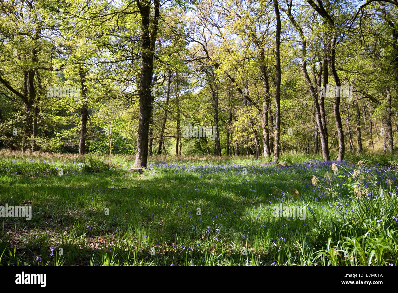 Scottish woodland at springtime Stock Photo - Alamy