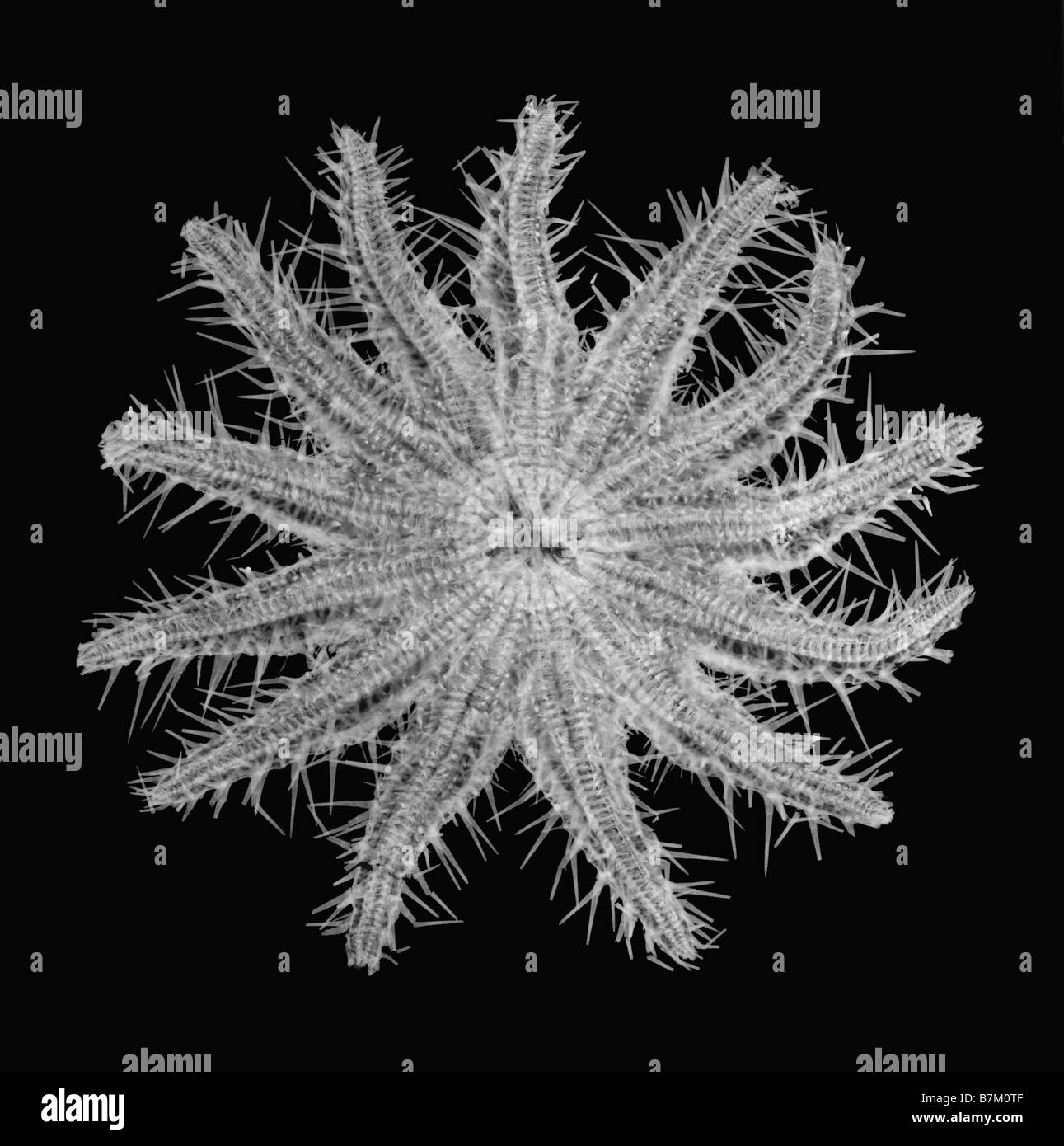 An X ray of a Starfish Stock Photo - Alamy