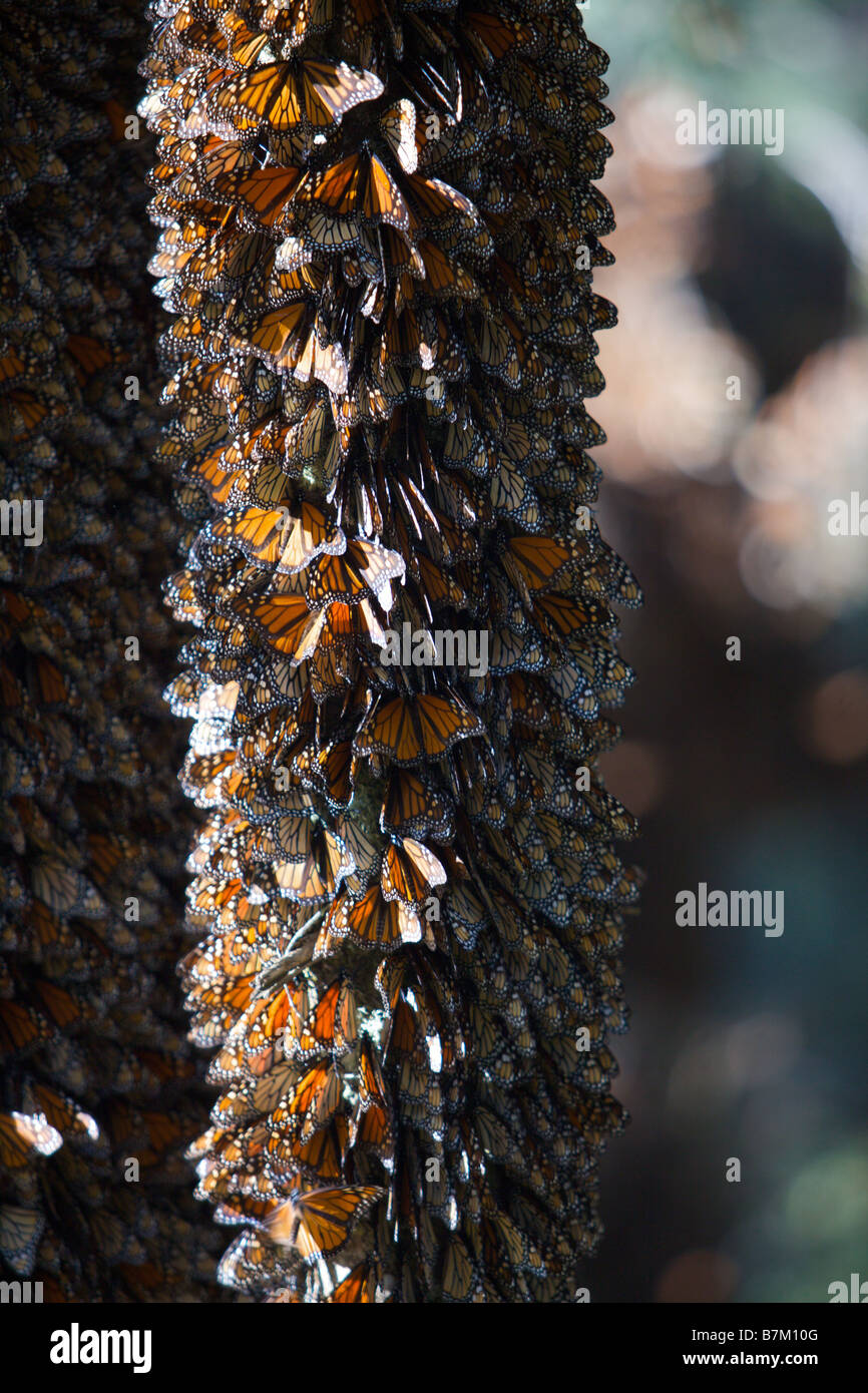 El rosario monarch butterfly sanctuary hi-res stock photography and ...