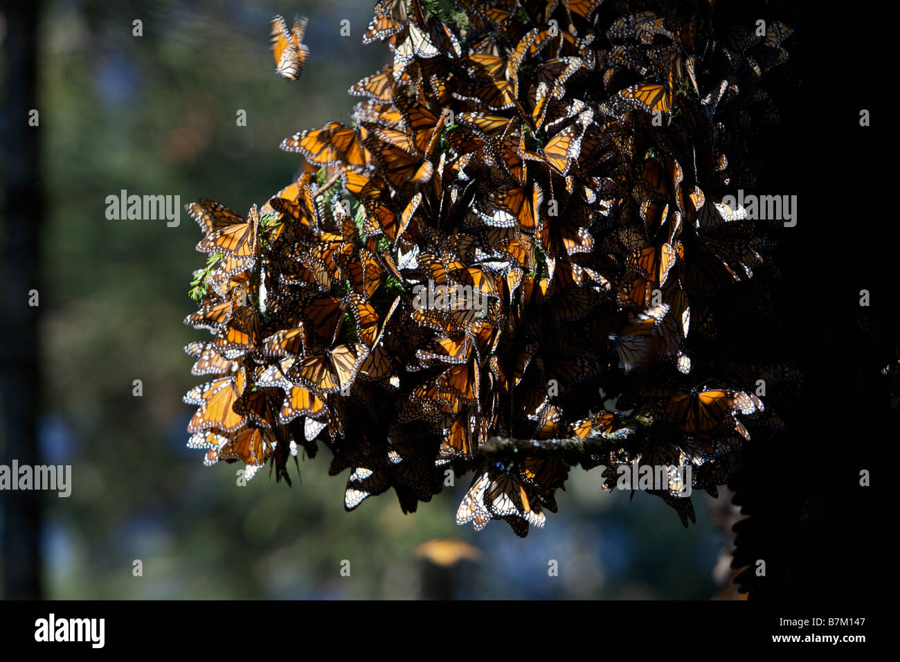 Monarch butterfly migration hi-res stock photography and images - Alamy