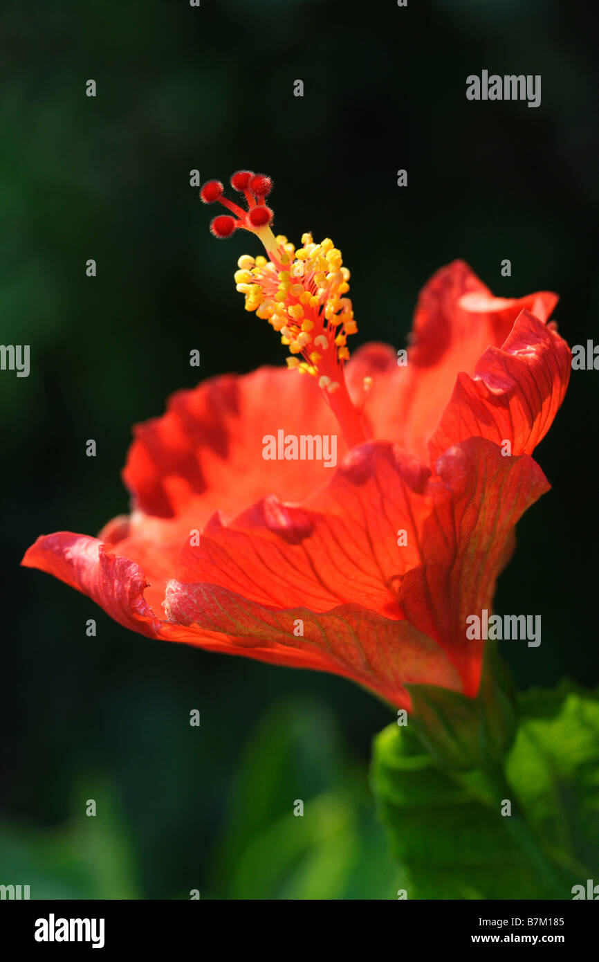 Red Hibiscus Flower Leaves High Resolution Stock Photography and Images ...