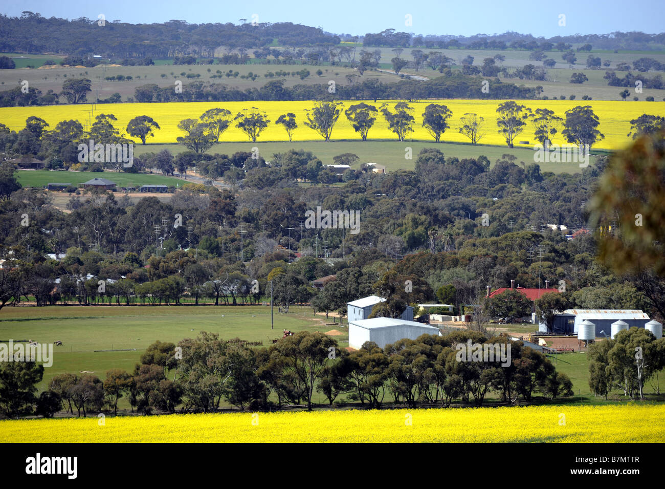 Trees and fields of canola and wheat around Brookton in Western ...