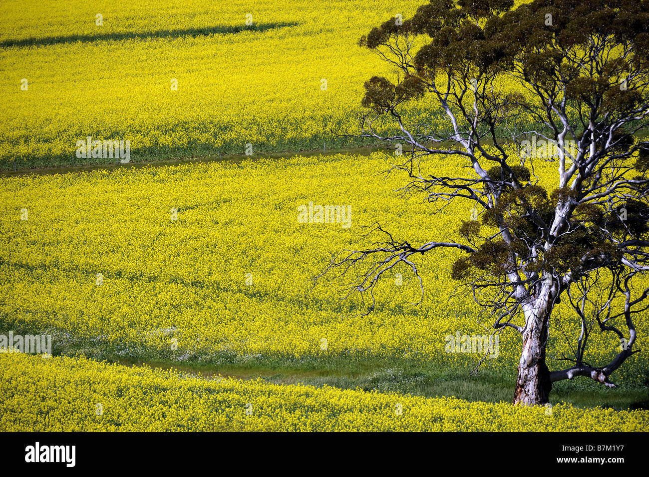 A lone Eucalypt tree in a field of canola near Brookton in Western ...