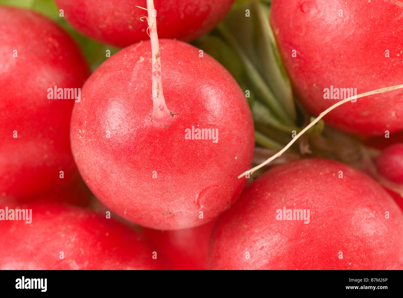 fresh radish vegetable for backgrounds Stock Photo - Alamy