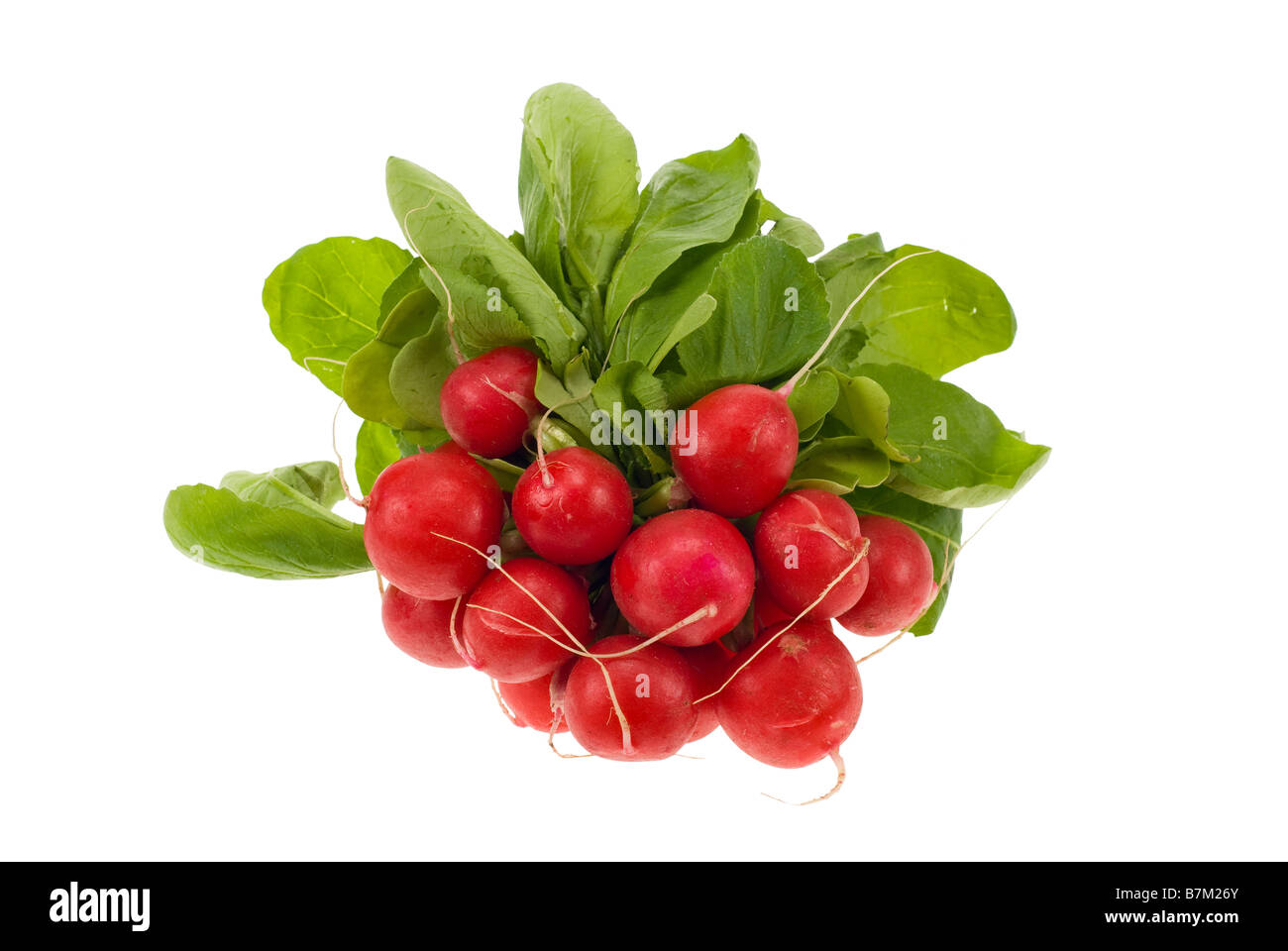 fresh radish isolated on a white background Stock Photo - Alamy