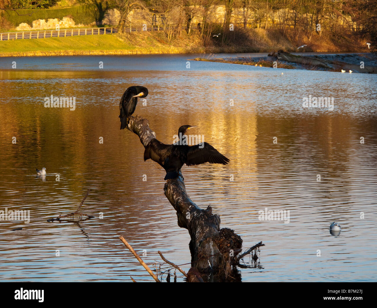 Two birds perched on branch out of water Stock Photo - Alamy