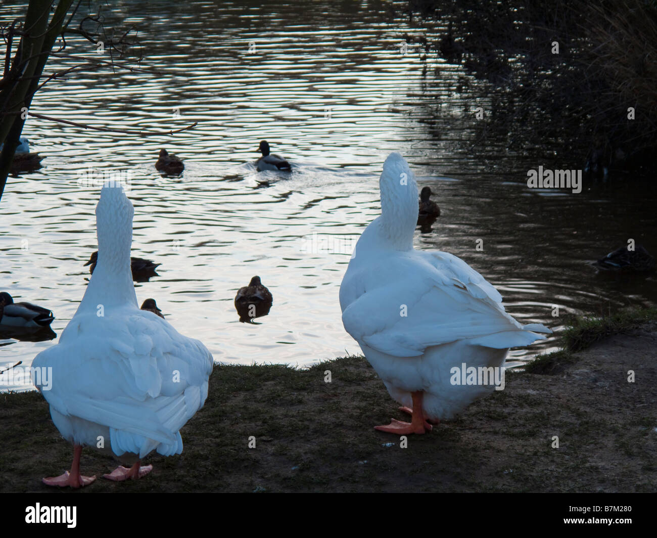 Watching 2 swans from behind watching ducks swim Stock Photo - Alamy