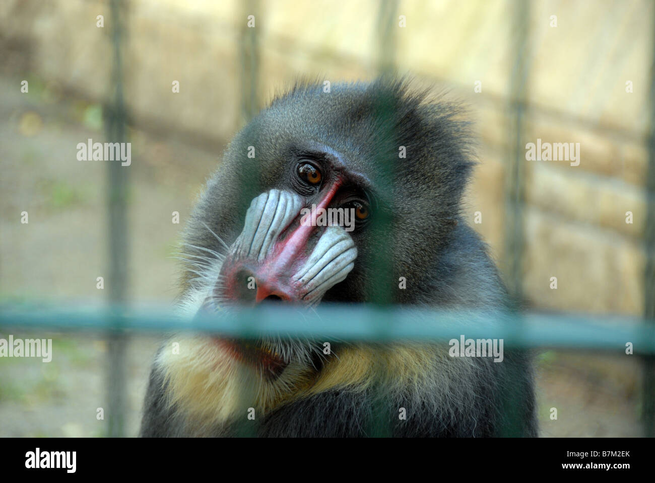 A caged monkey looking out through the cage at zoo Stock Photo - Alamy