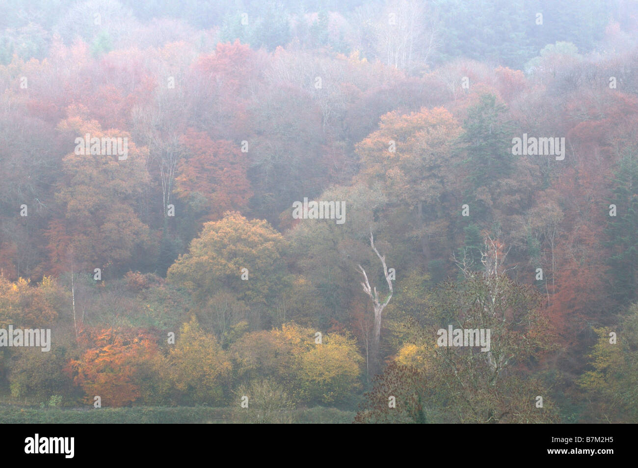 Rust color tree hi-res stock photography and images - Alamy
