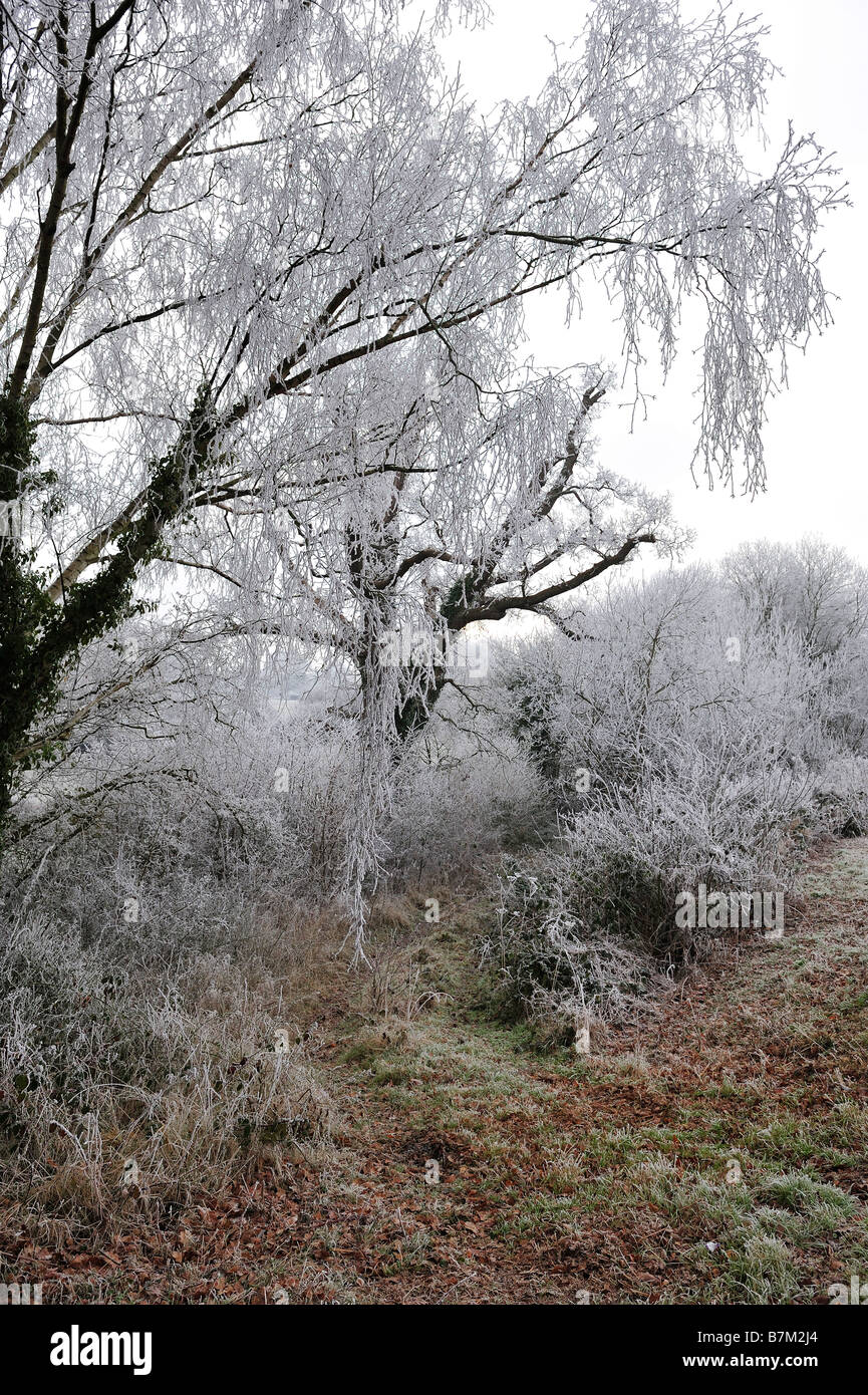 A tree and surrounding bushes heavilly covered with frost in rural Kent ...