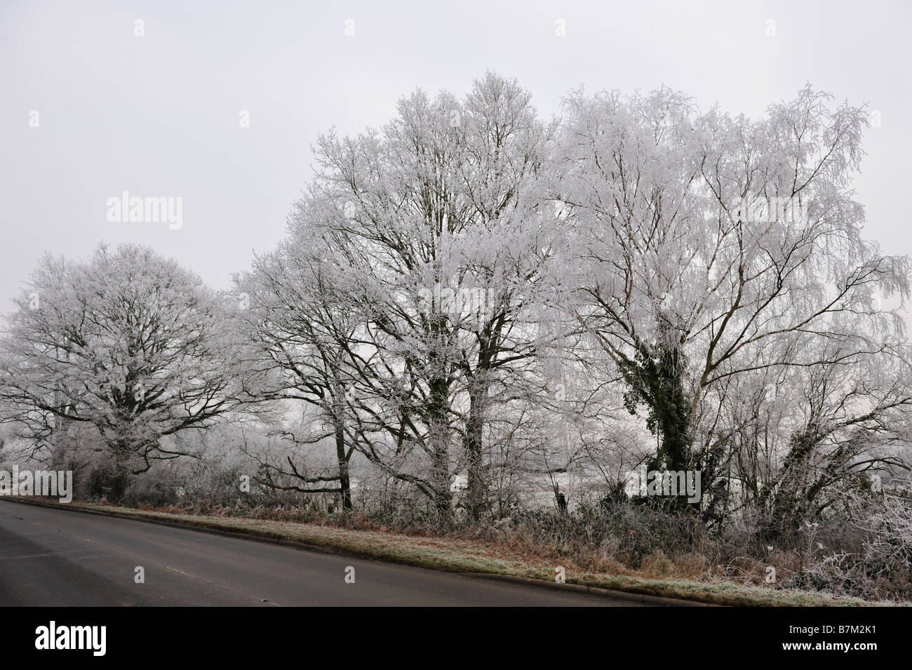 Trees by the roadside after a very heavy frost Stock Photo - Alamy