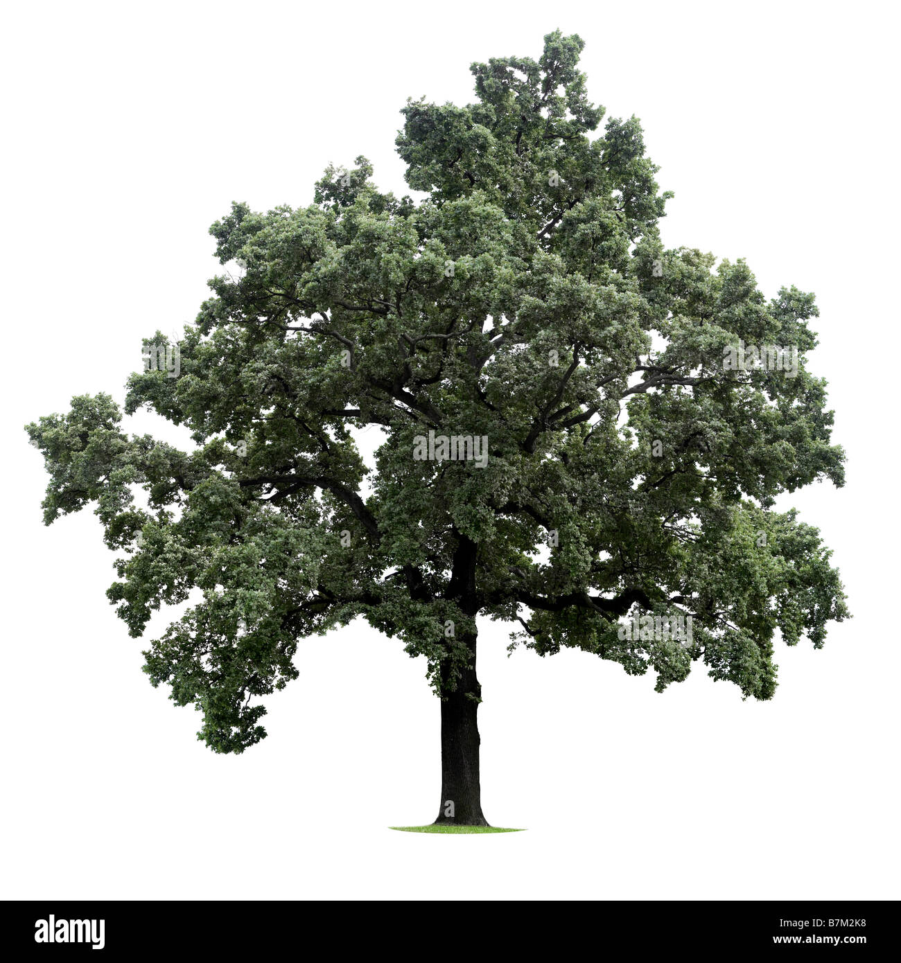 Big tree Cut Out Stock Images & Pictures - Alamy
