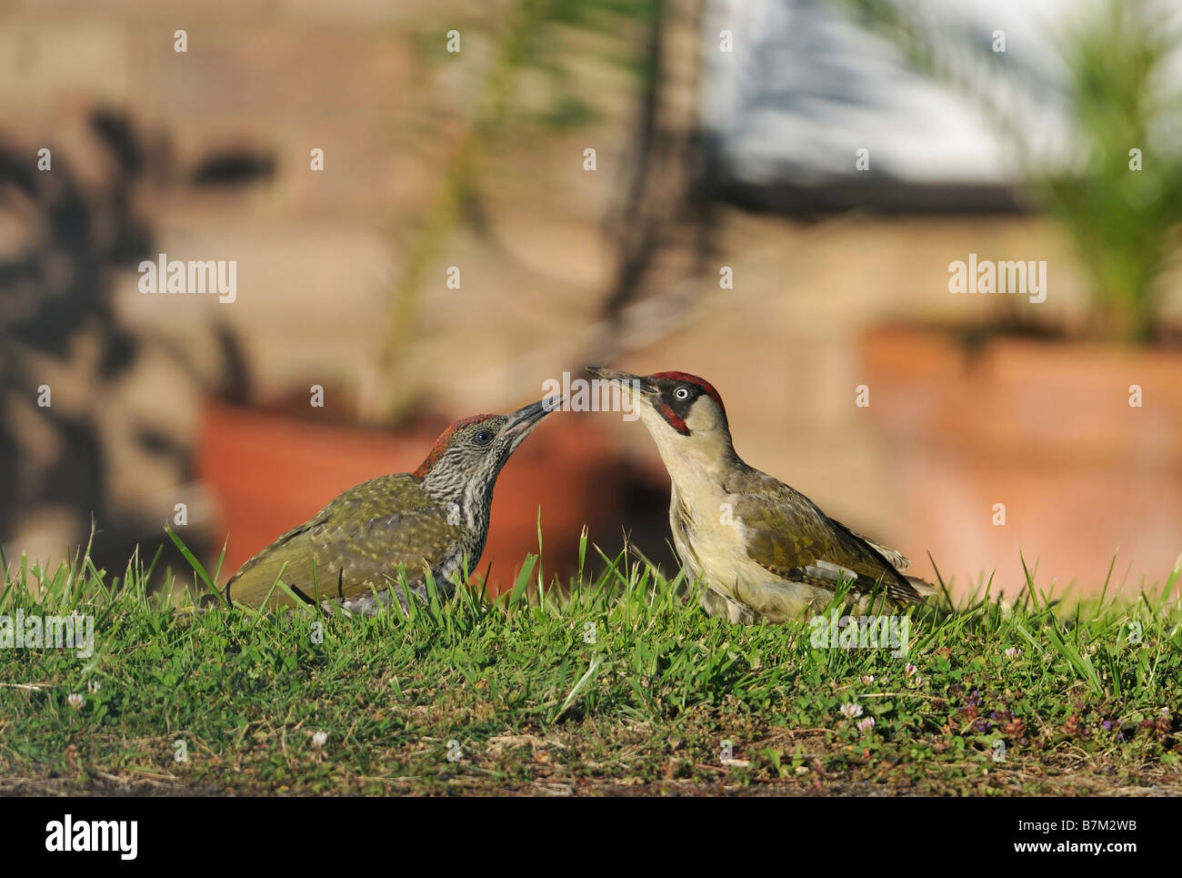Green Woodpecker feeding chick Picus viridis Stock Photo - Alamy