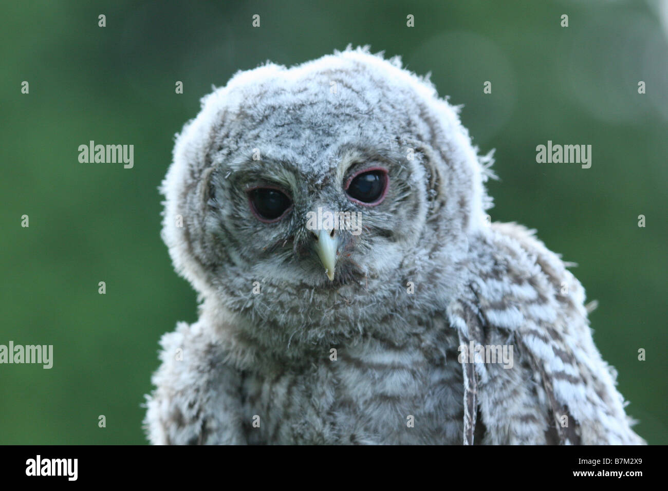 Immature tawny owl hi-res stock photography and images - Alamy