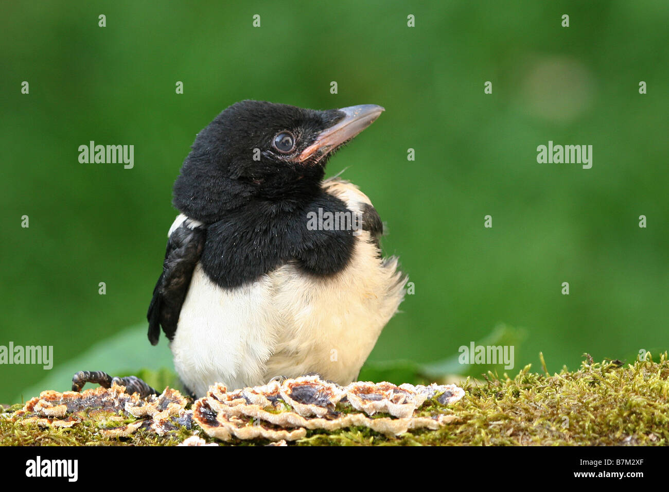 Baby magpies hi-res stock photography and images - Alamy