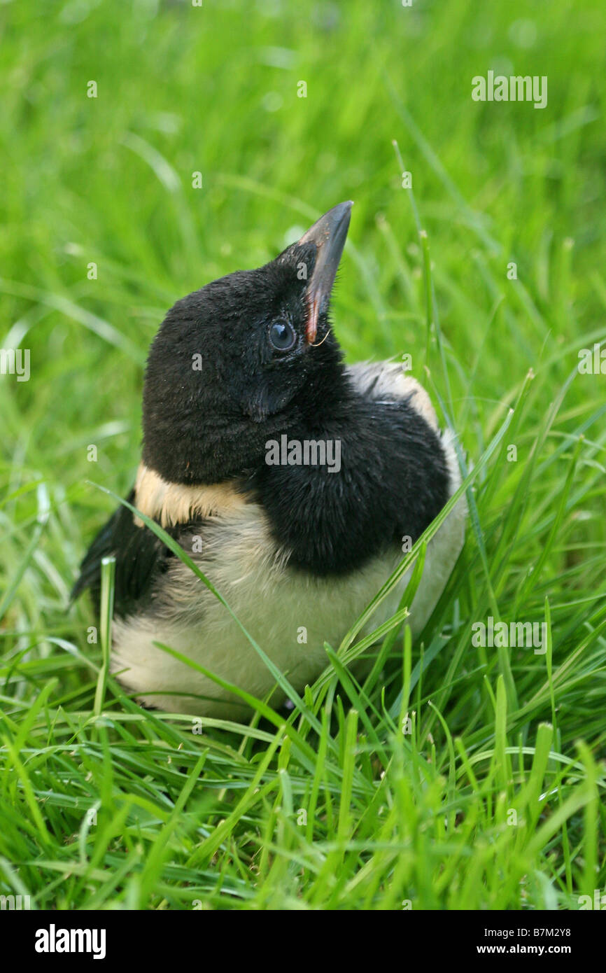Baby magpies hi-res stock photography and images - Alamy