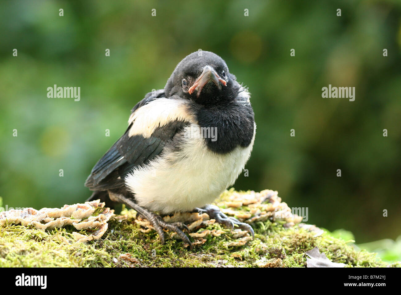 Baby magpies hi-res stock photography and images - Alamy