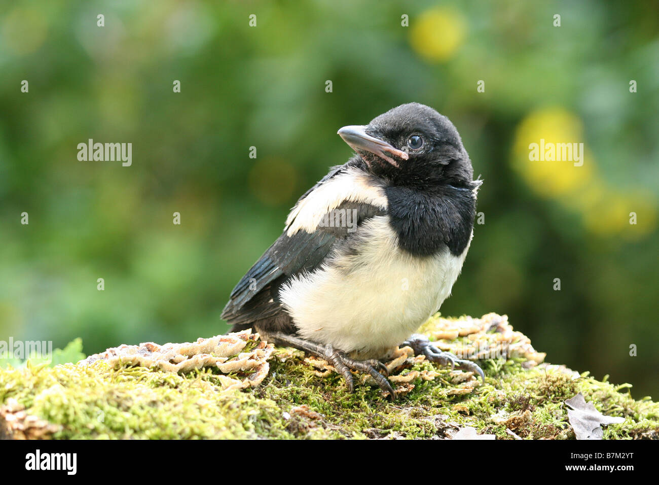 Baby magpies hi-res stock photography and images - Alamy
