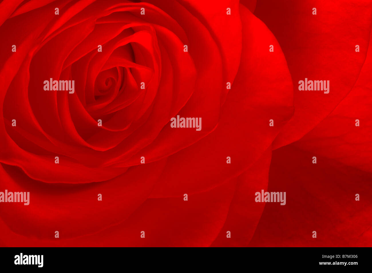 Close up detail of delicate red rose Stock Photo - Alamy