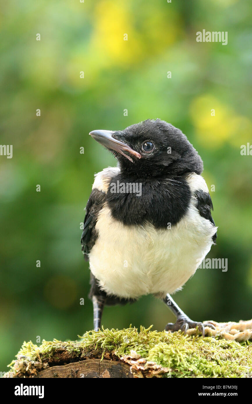 Young black billed magpie hi-res stock photography and images - Alamy