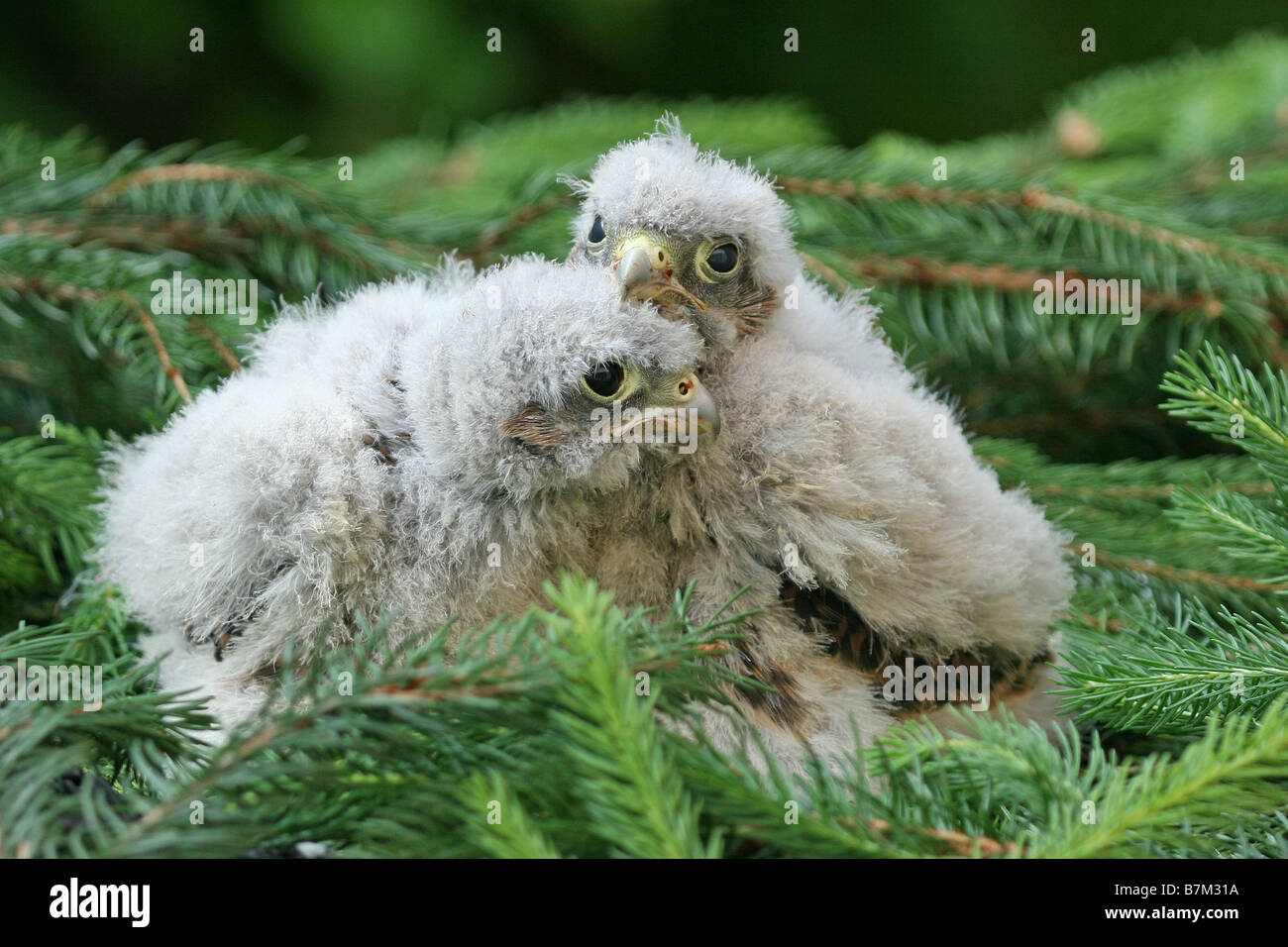 Kestrels chicks nest nesting hi-res stock photography and images - Alamy