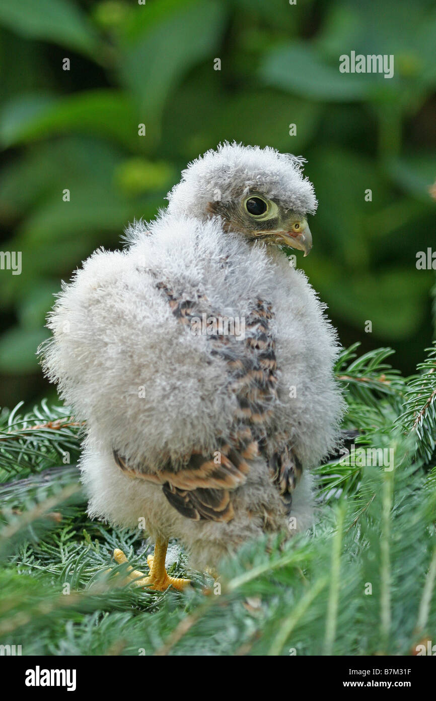 Back view kestrel hi-res stock photography and images - Alamy