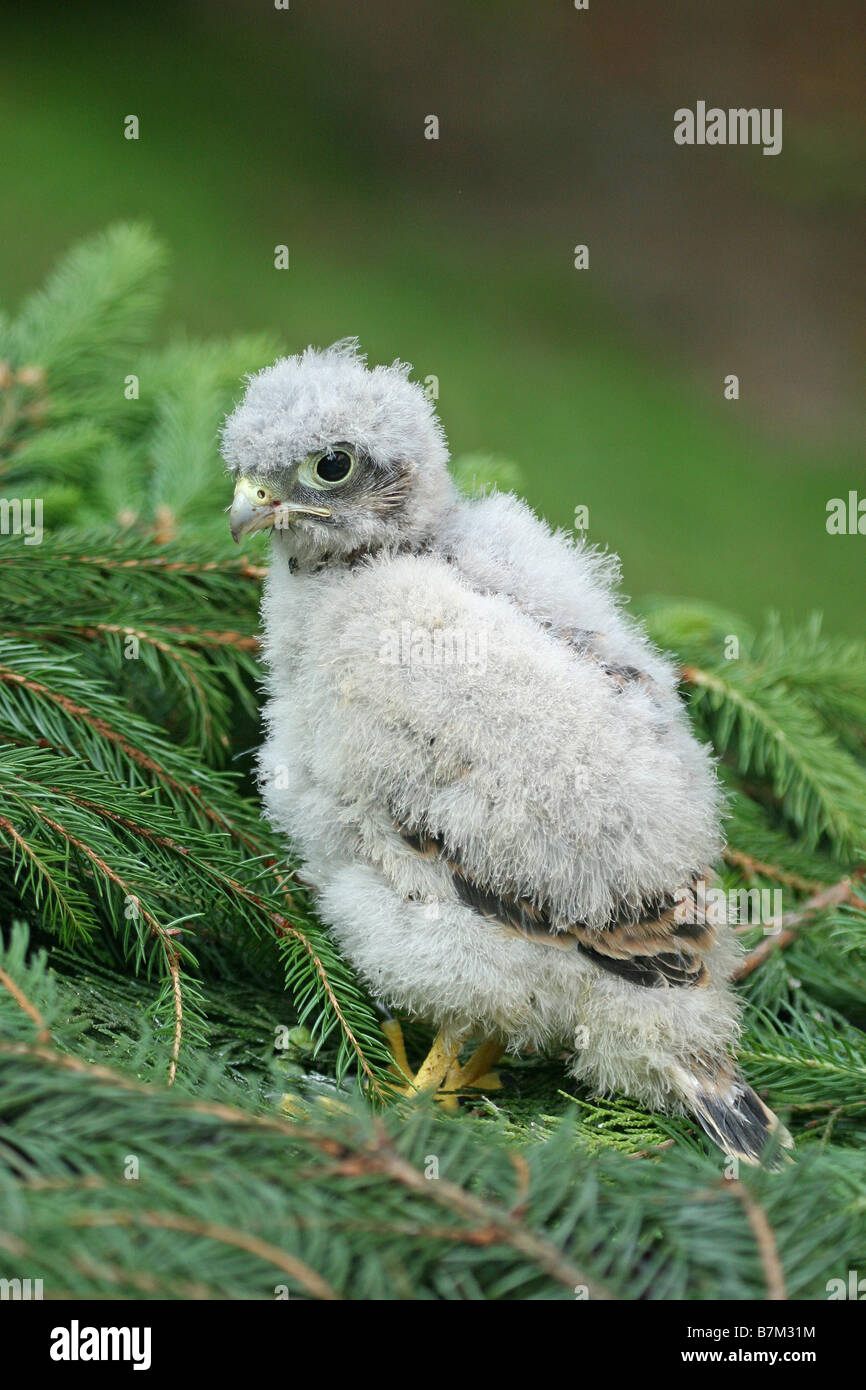 Back view kestrel hi-res stock photography and images - Alamy