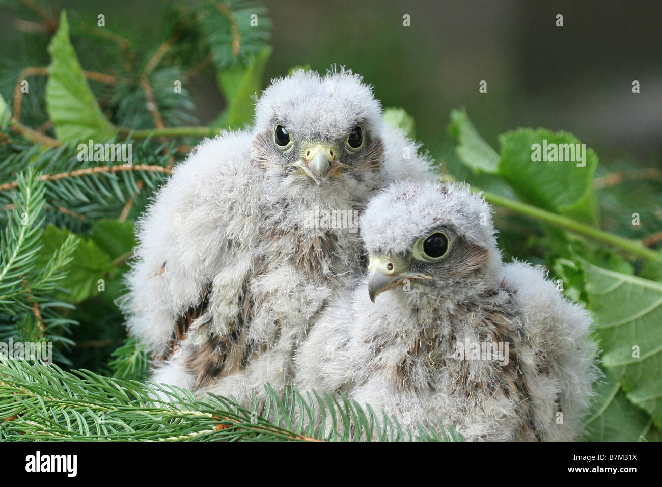 Kestrels chicks nest nesting hi-res stock photography and images - Alamy