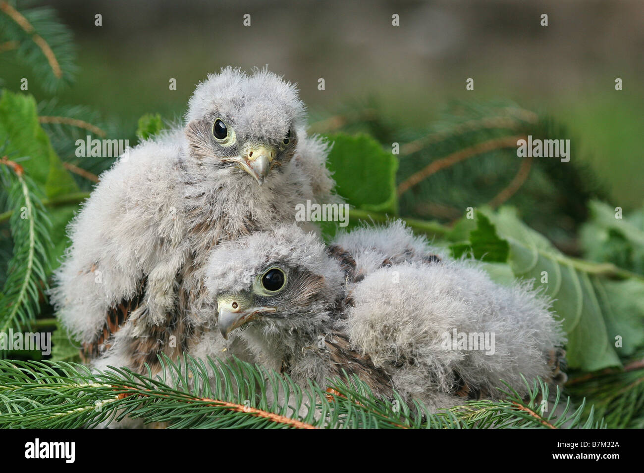 Kestrels chicks nest nesting hi-res stock photography and images - Alamy