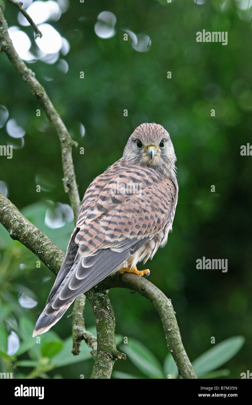 Back view kestrel hi-res stock photography and images - Alamy