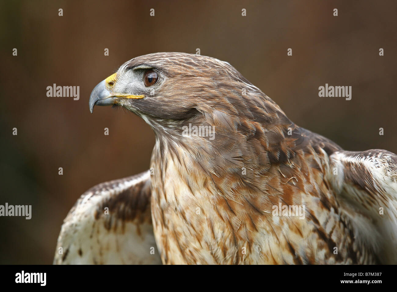 Canadian hawk hi-res stock photography and images - Alamy